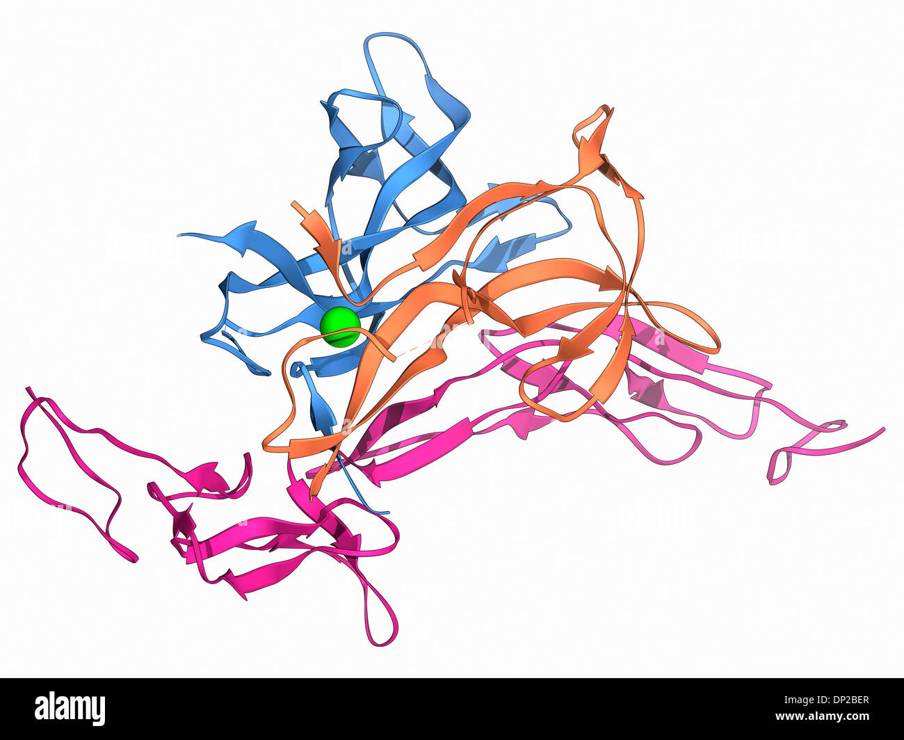 Growth factor receptor immagini e fotografie stock ad alta risoluzione ...