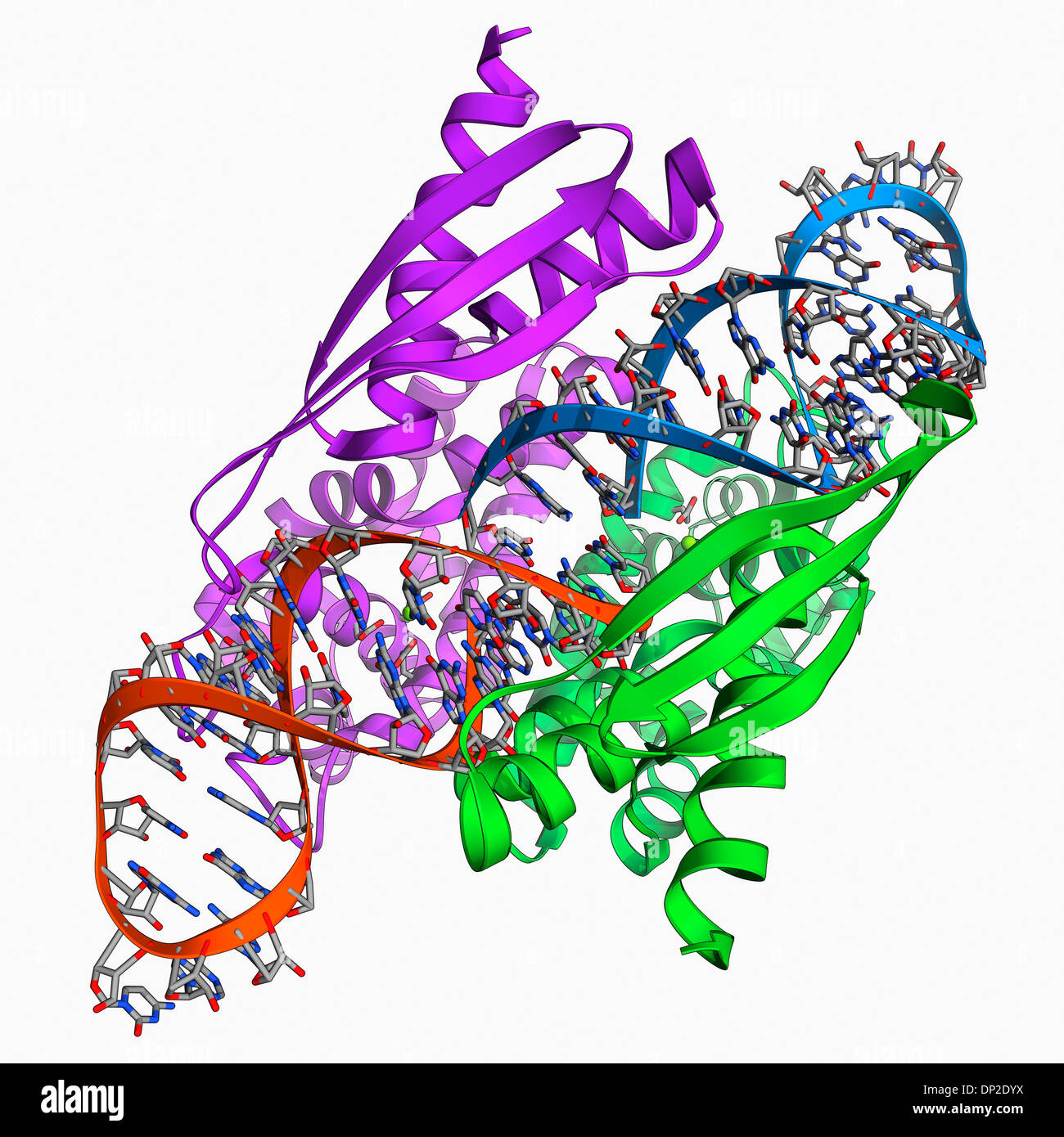 Rnase iii immagini e fotografie stock ad alta risoluzione - Alamy