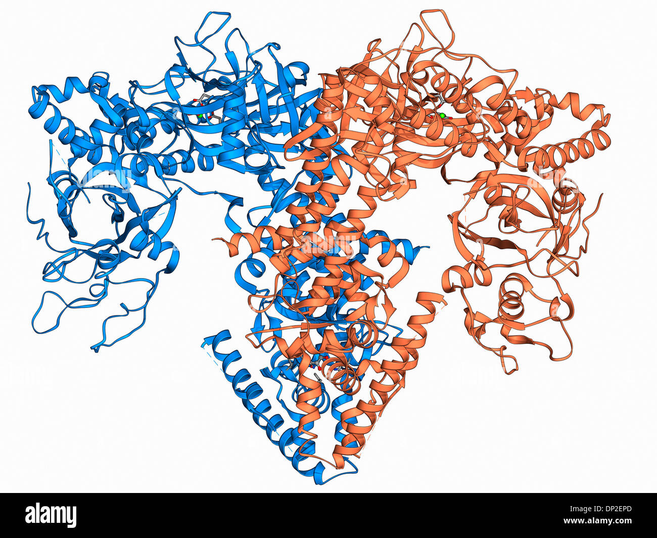 Rna polimerasi struttura immagini e fotografie stock ad alta ...