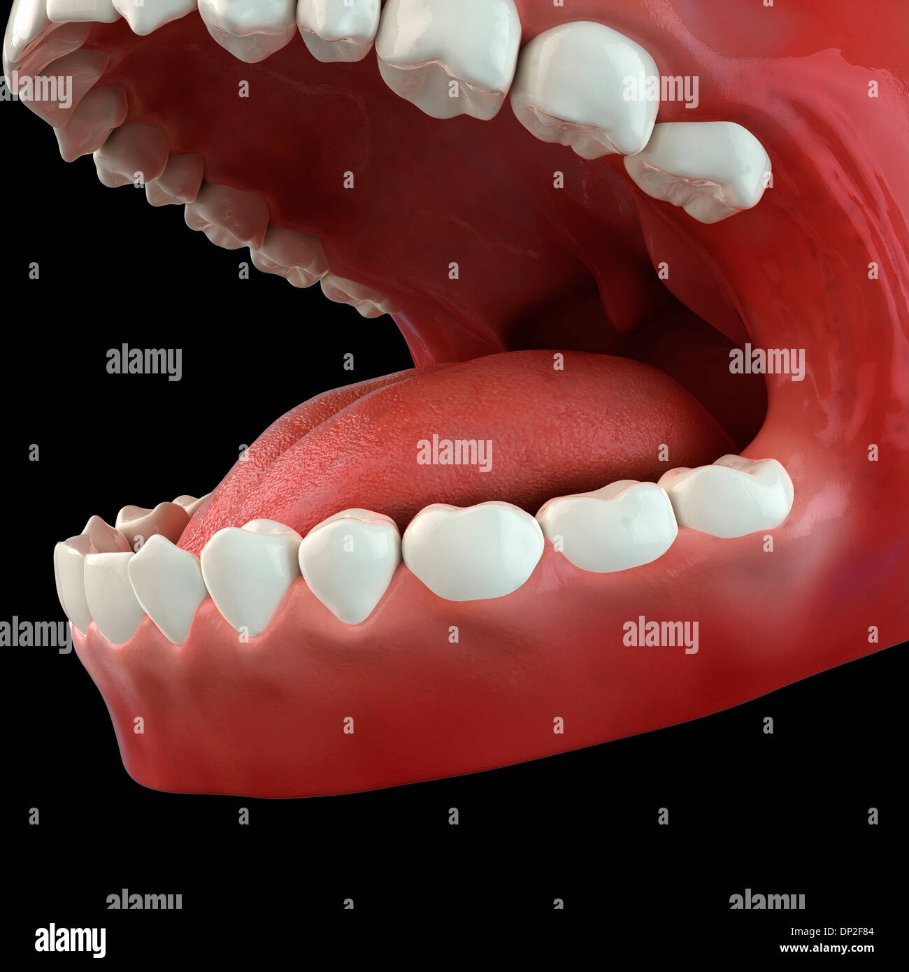 Dettaglio dei denti immagini e fotografie stock ad alta risoluzione - Alamy