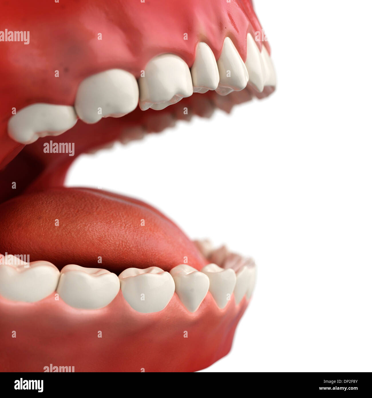 Dettaglio dei denti immagini e fotografie stock ad alta risoluzione - Alamy