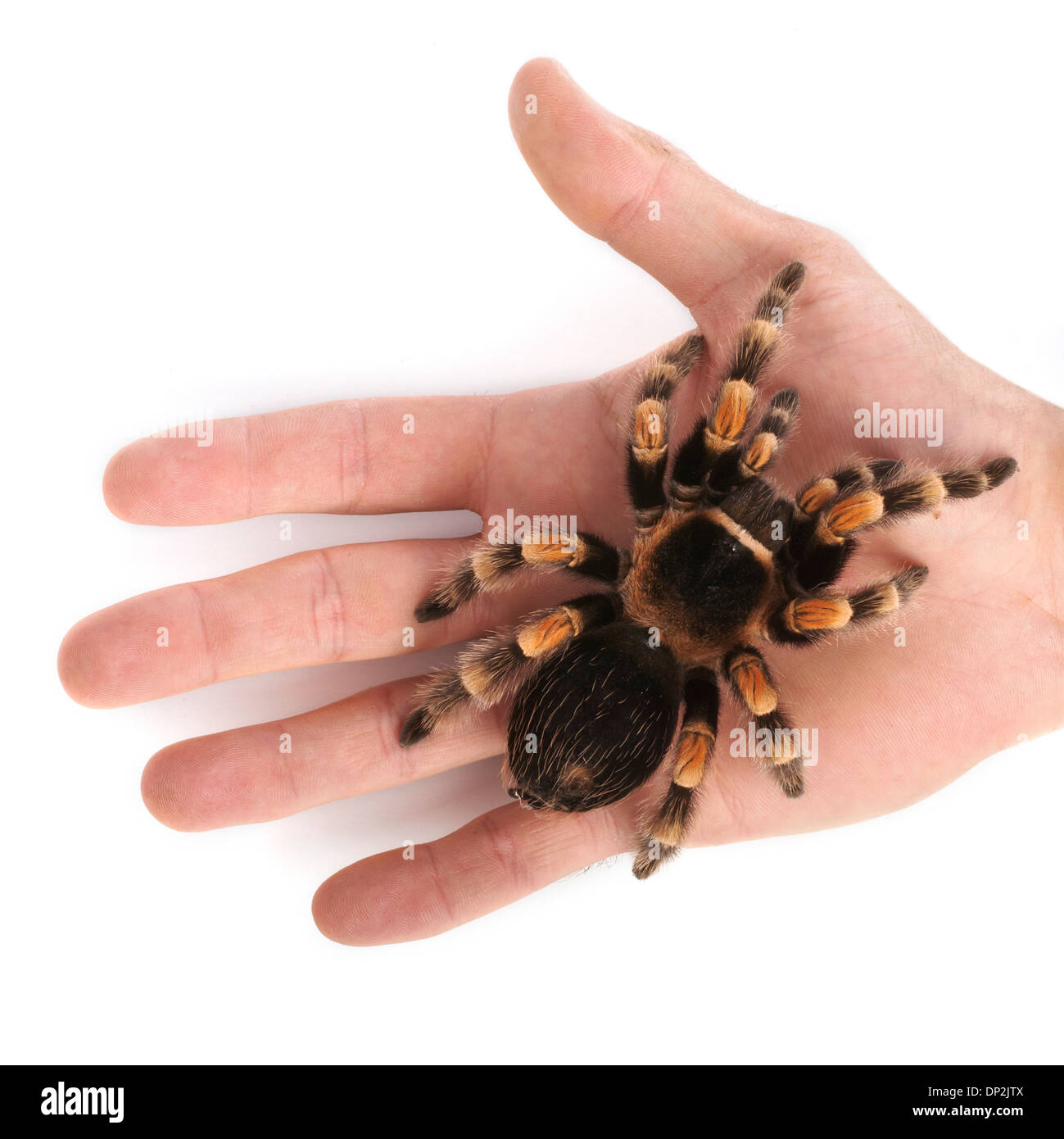 Tarantola marrone immagini e fotografie stock ad alta risoluzione - Alamy