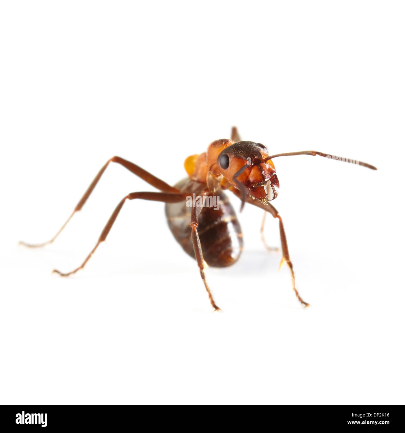 La formica immagini e fotografie stock ad alta risoluzione - Alamy