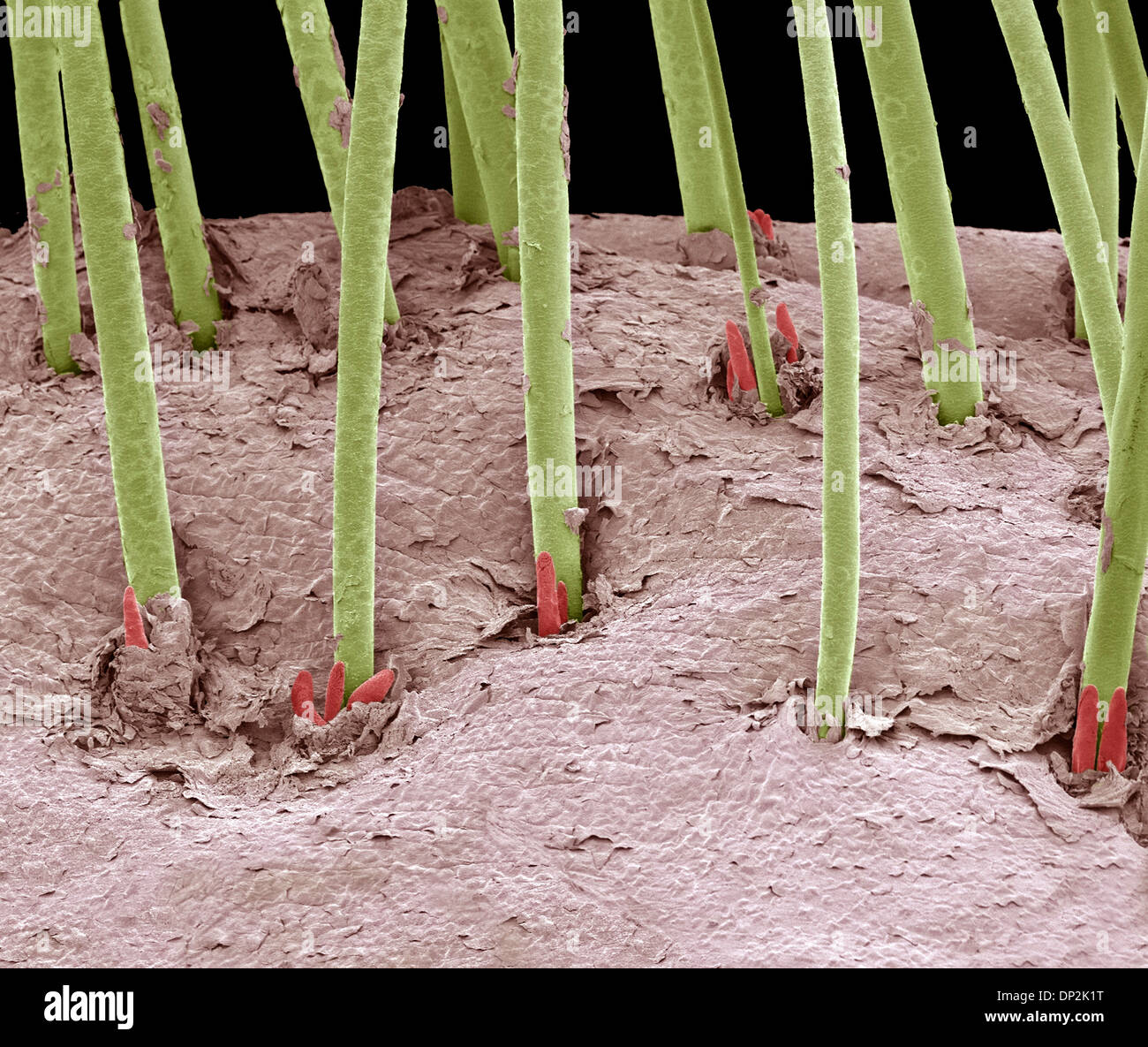 Eyelash follicle immagini e fotografie stock ad alta risoluzione - Alamy