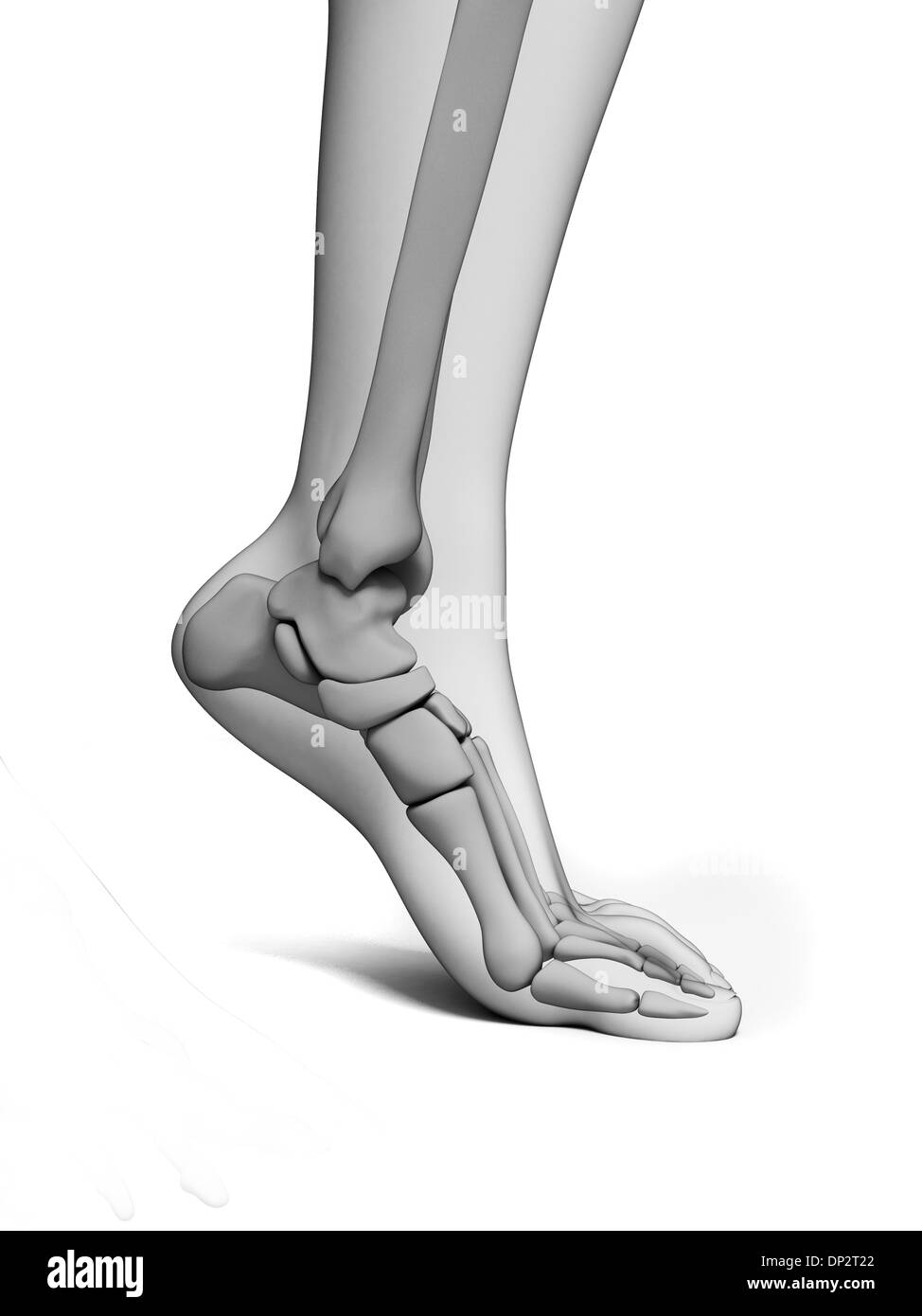 Anatomia delle ossa del piede Foto e Immagini Stock in Bianco e Nero ...