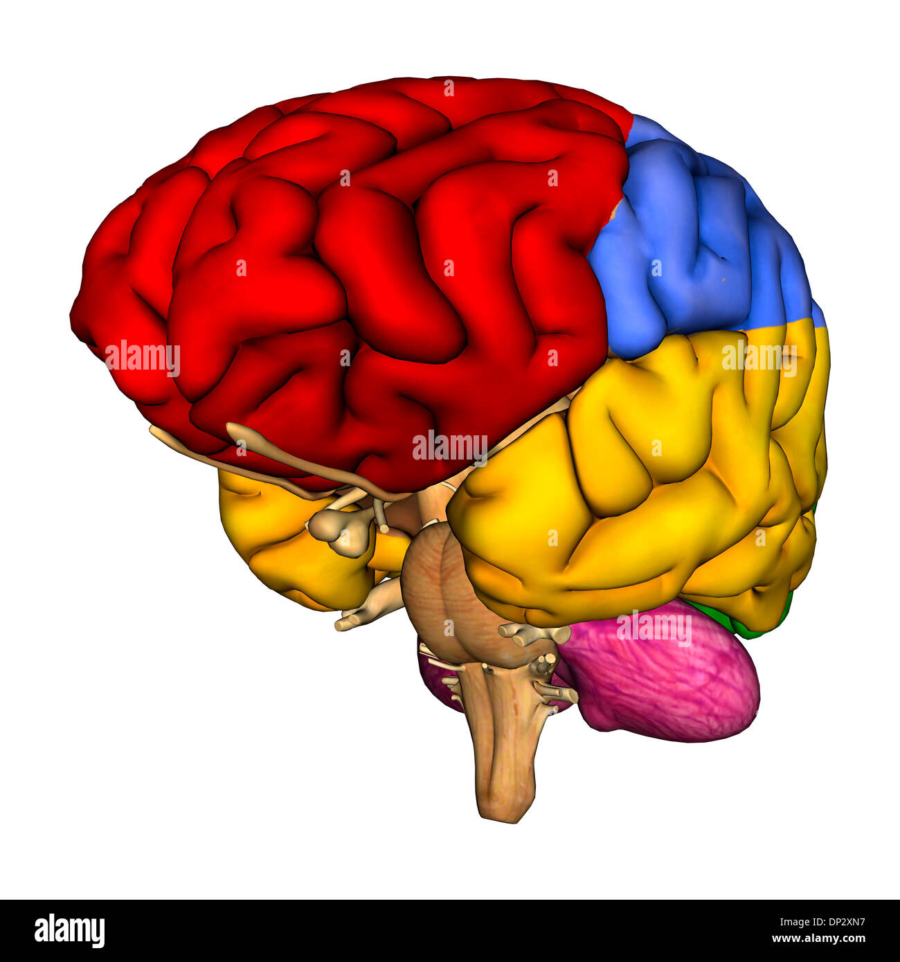 Diagramma digitale di un cervello umano immagini e fotografie stock ad ...