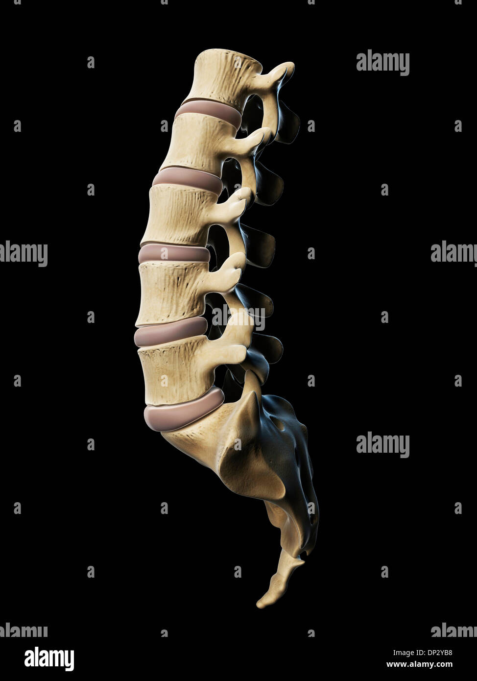 Normal anatomy of lumbar spine immagini e fotografie stock ad alta ...