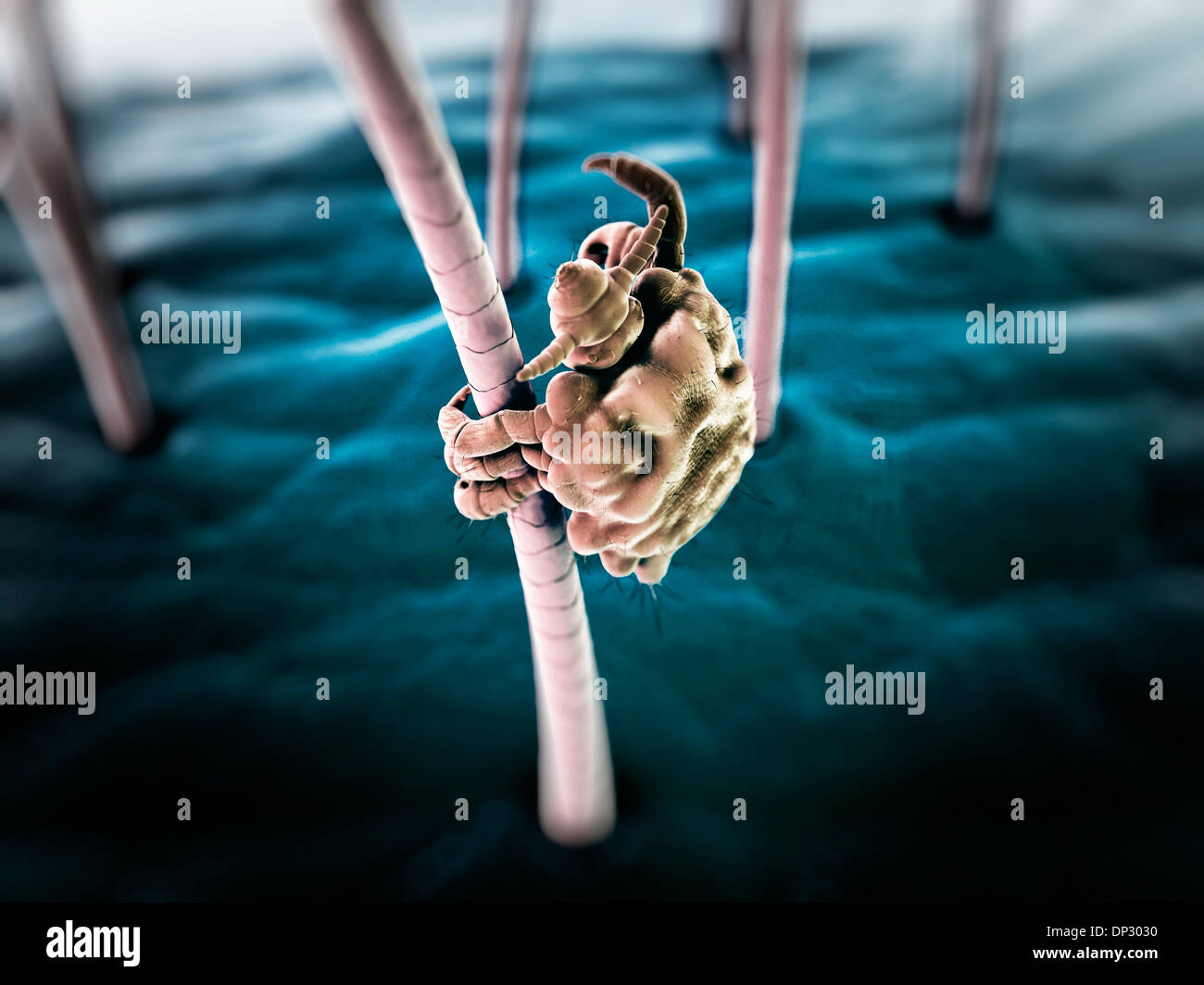 Peli Pubici Immagini E Fotografie Stock Ad Alta Risoluzione Alamy