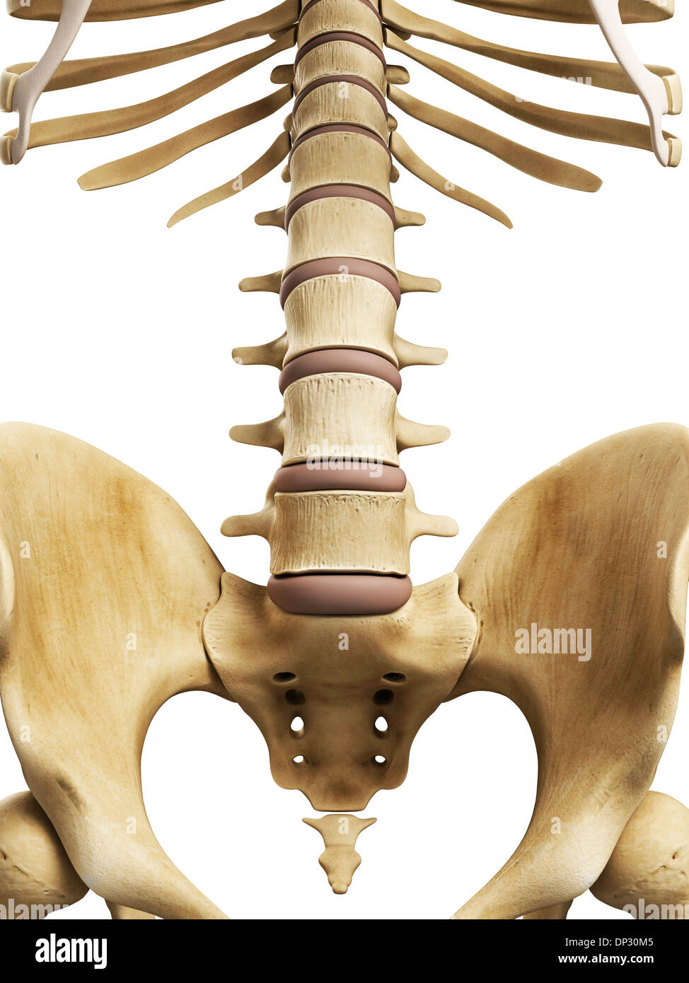Colonna vertebrale sacro immagini e fotografie stock ad alta ...