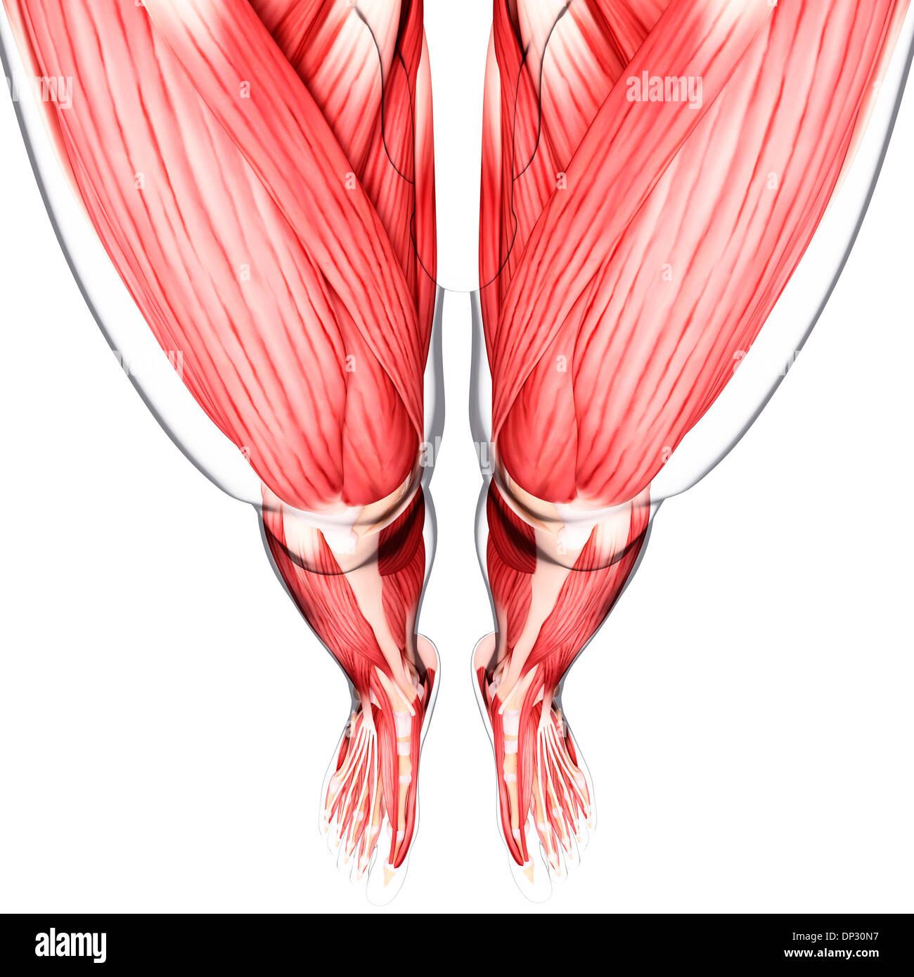 Tendine femorale del quadricipite immagini e fotografie stock ad alta ...