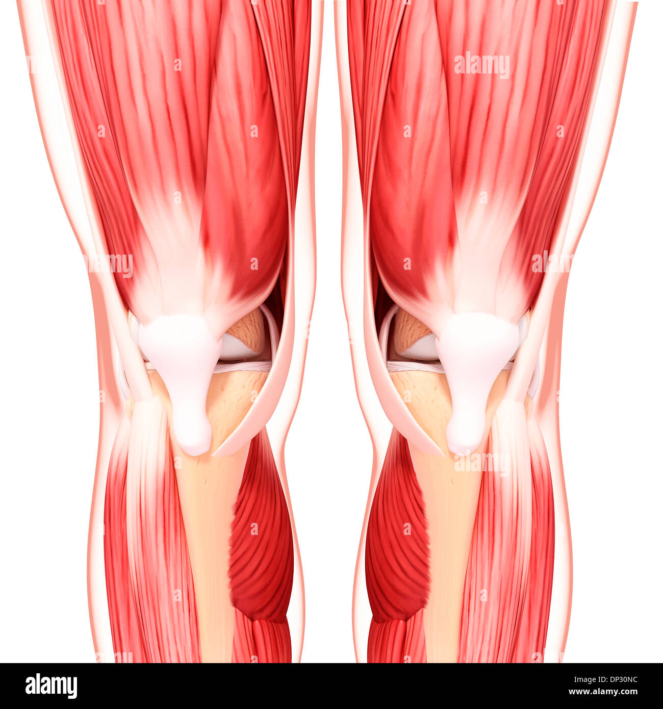 Tendine femorale del quadricipite immagini e fotografie stock ad alta ...