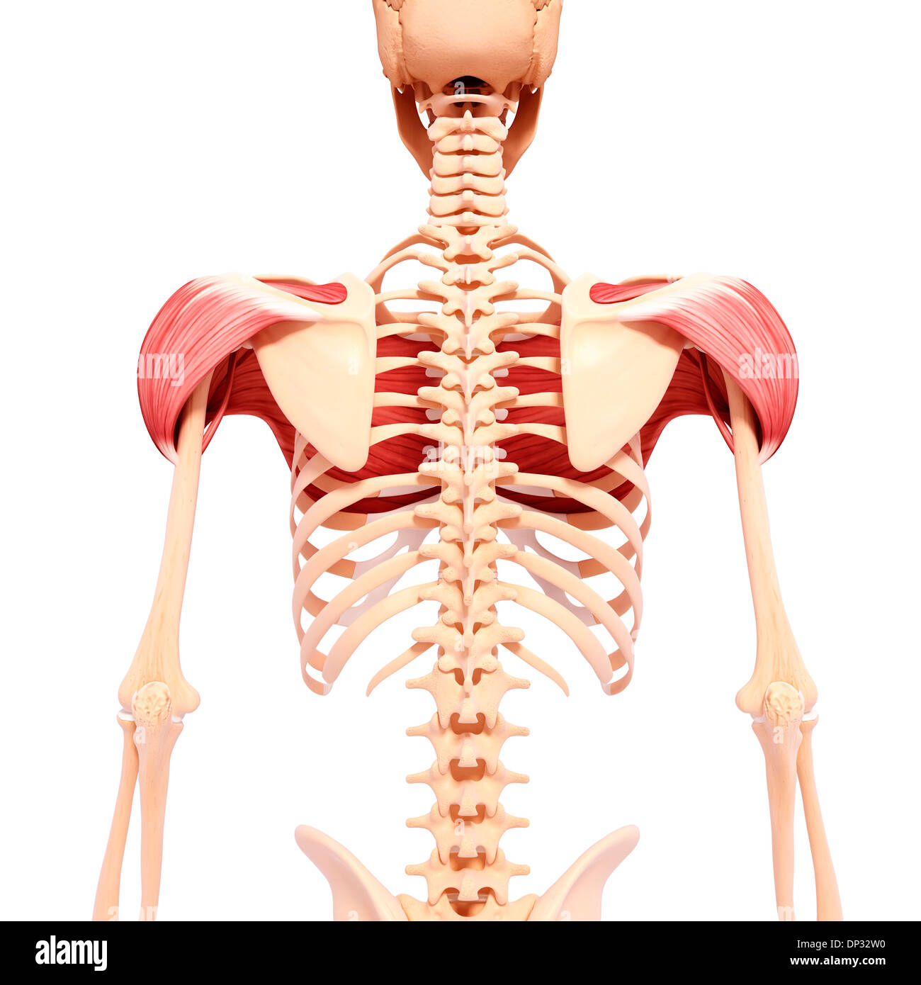 Muscolatura della spalla immagini e fotografie stock ad alta ...