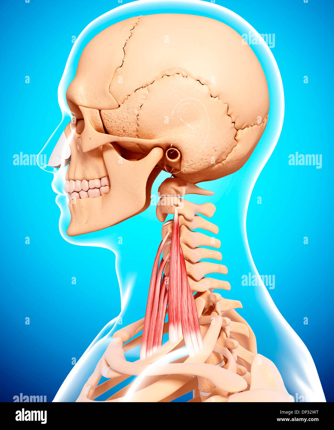 Muscolo Elevatore Della Scapola Immagini e Fotos Stock - Alamy