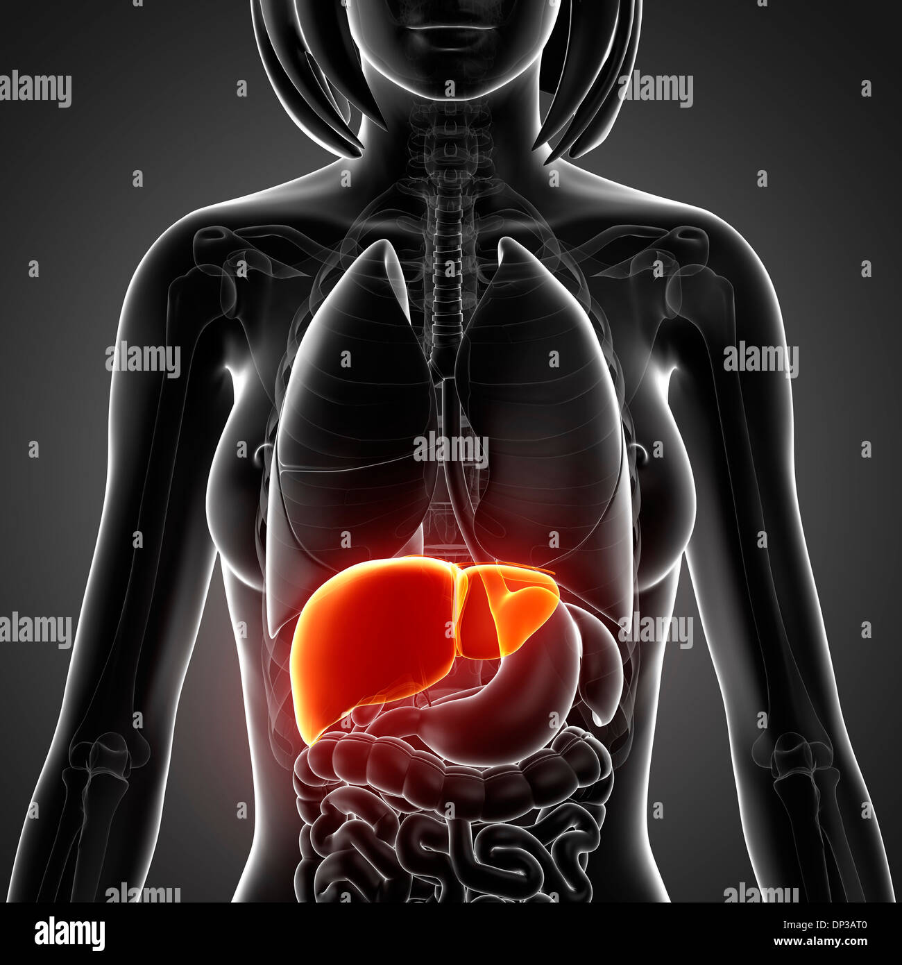 Anatomia del torace femminile immagini e fotografie stock ad alta ...