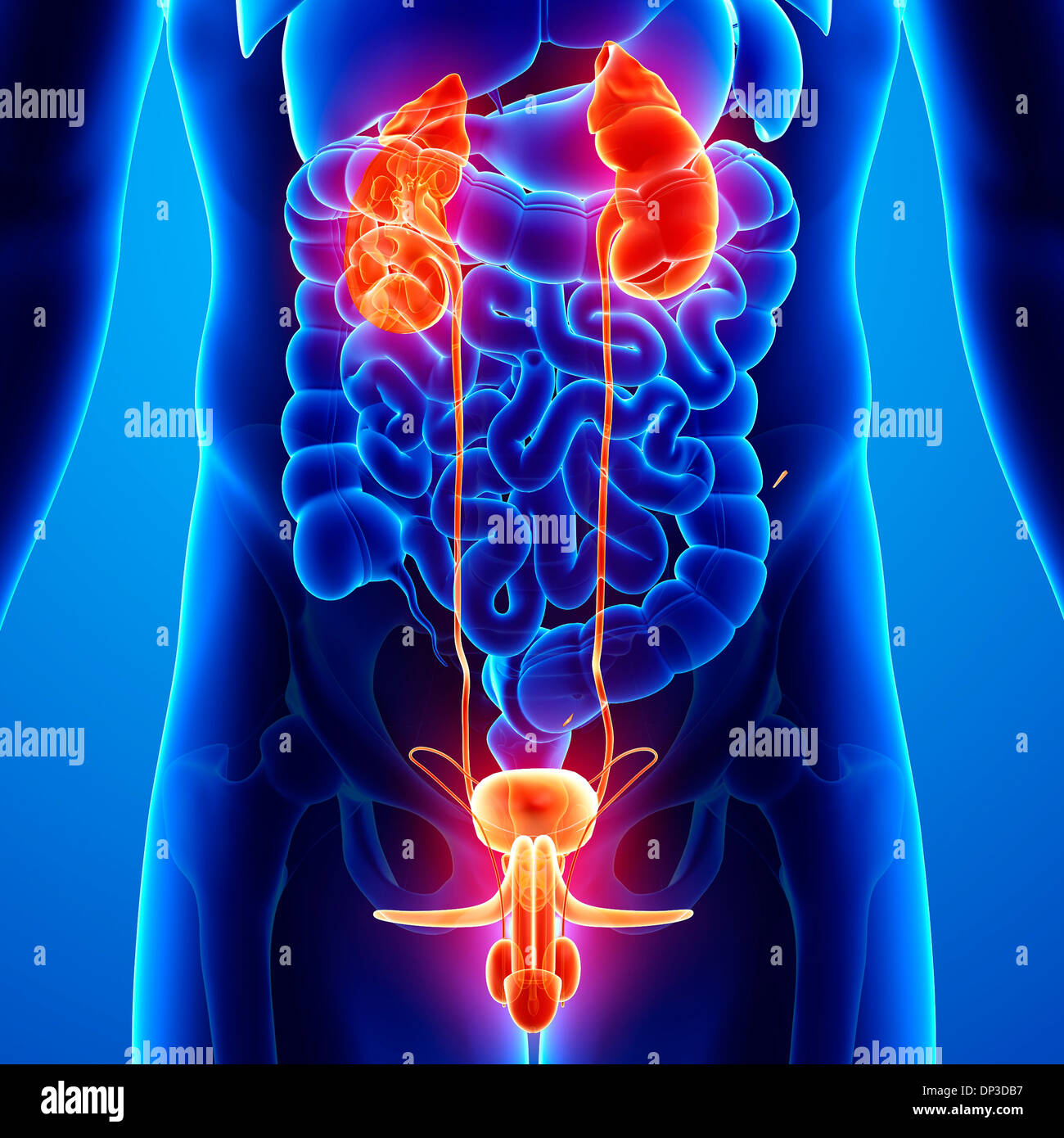 Biologia maschile di anatomia immagini e fotografie stock ad alta ...