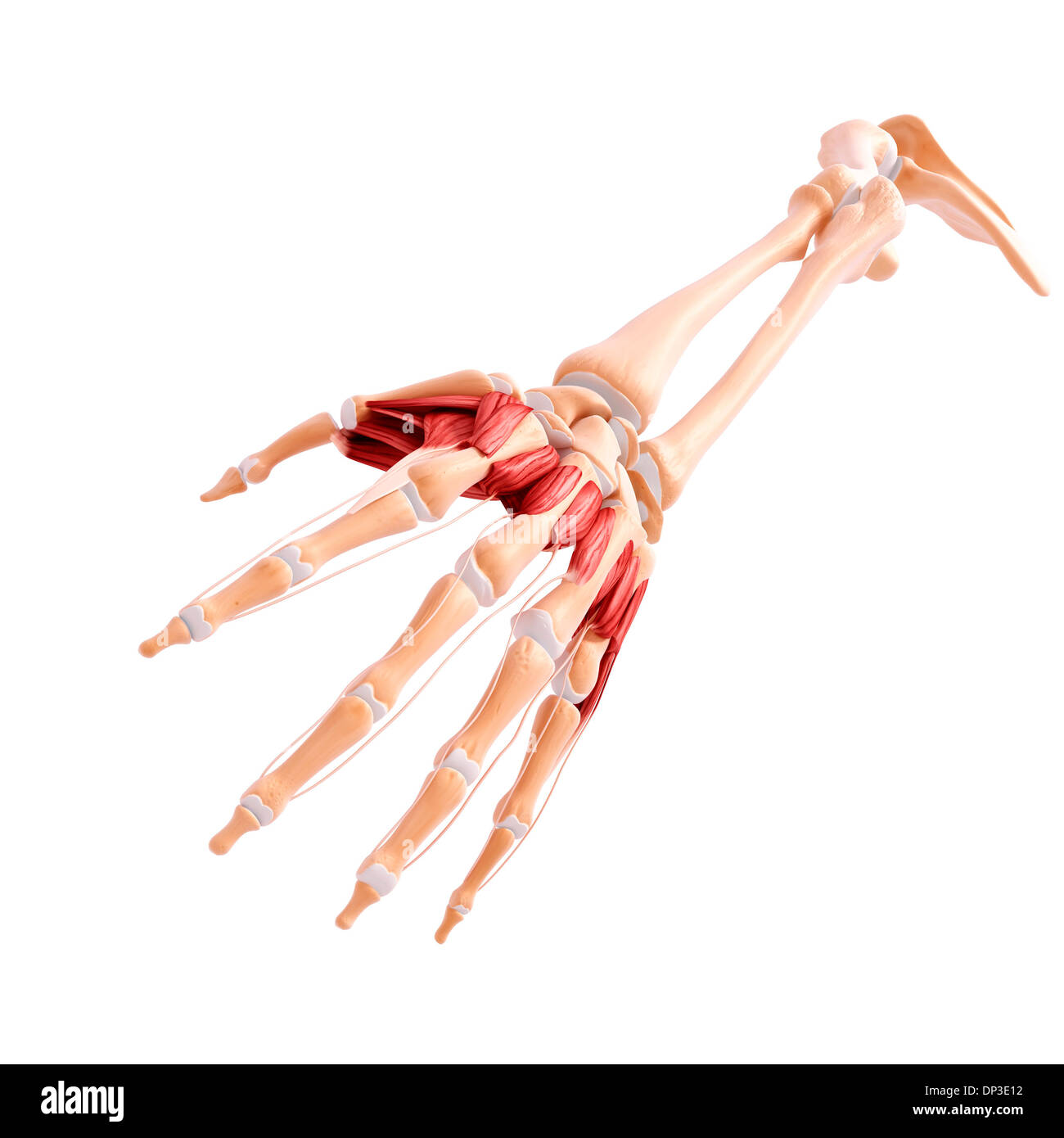 Anatomia umana mano Immagini senza sfondo e Foto Stock ritagliate ...