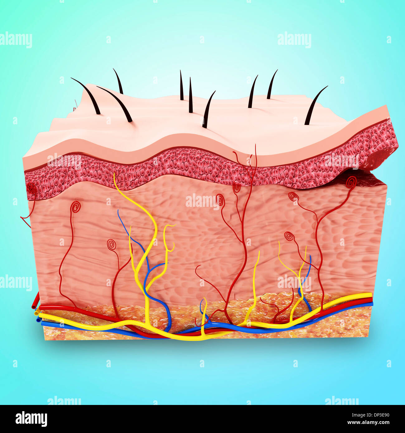 Pelle anatomia immagini e fotografie stock ad alta risoluzione - Alamy