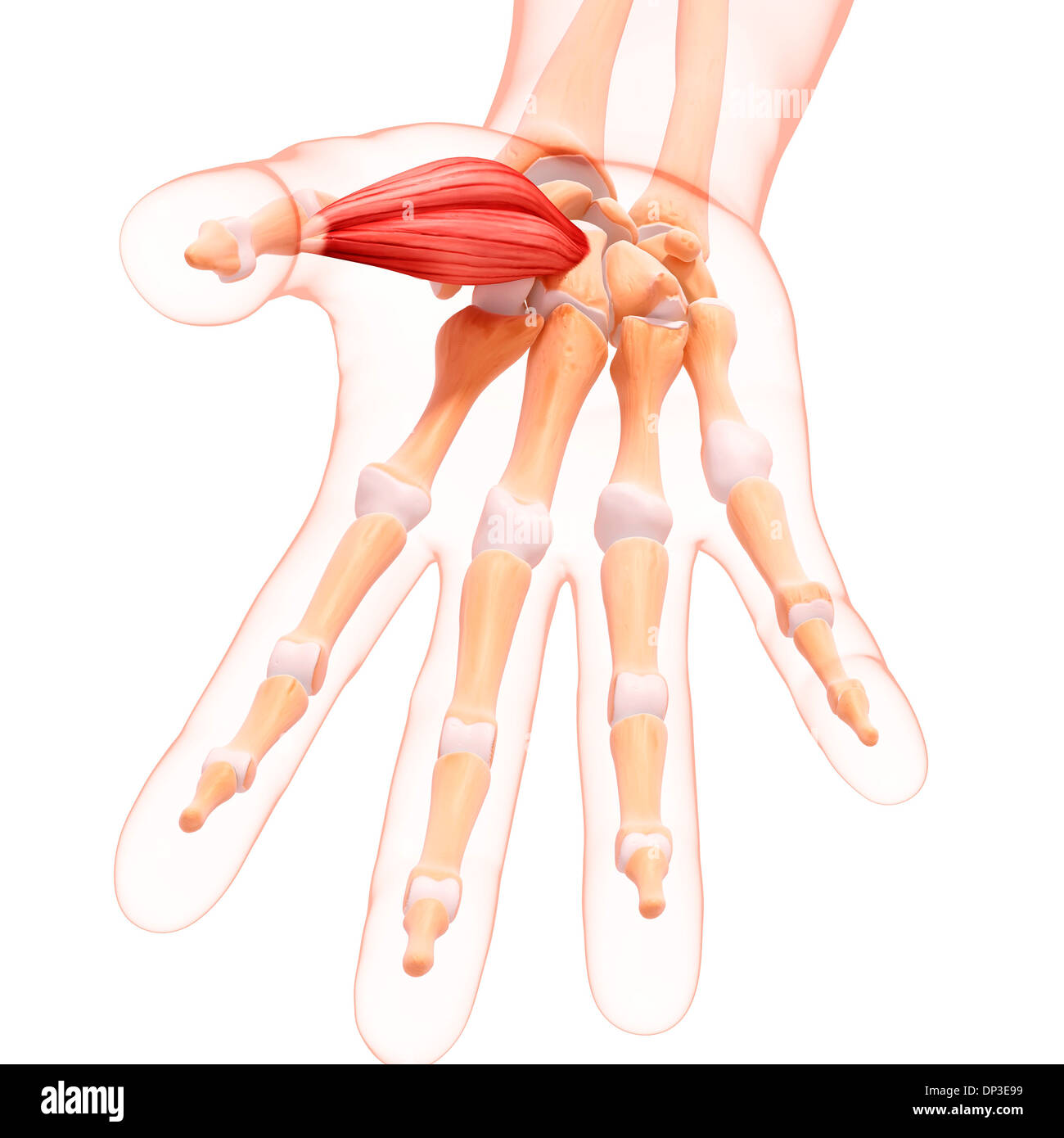 Mano umana la muscolatura, artwork Foto stock - Alamy