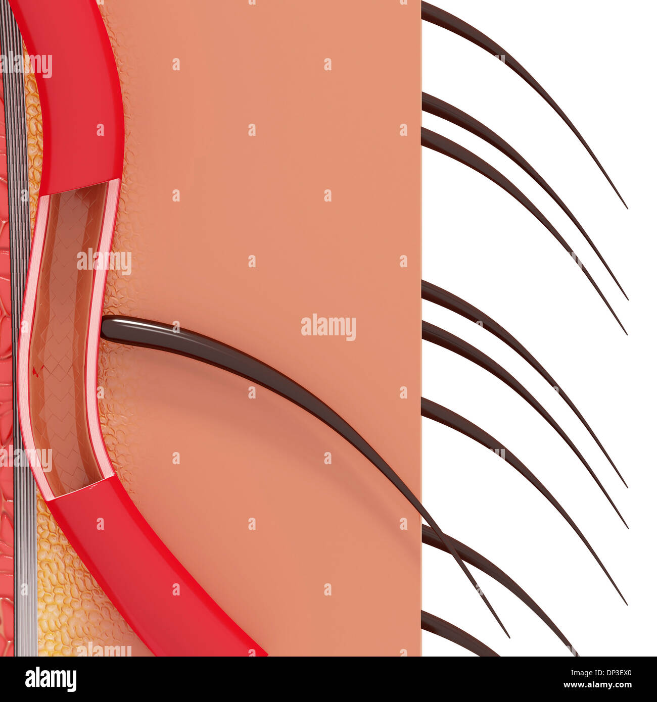 Pelle anatomia immagini e fotografie stock ad alta risoluzione - Alamy