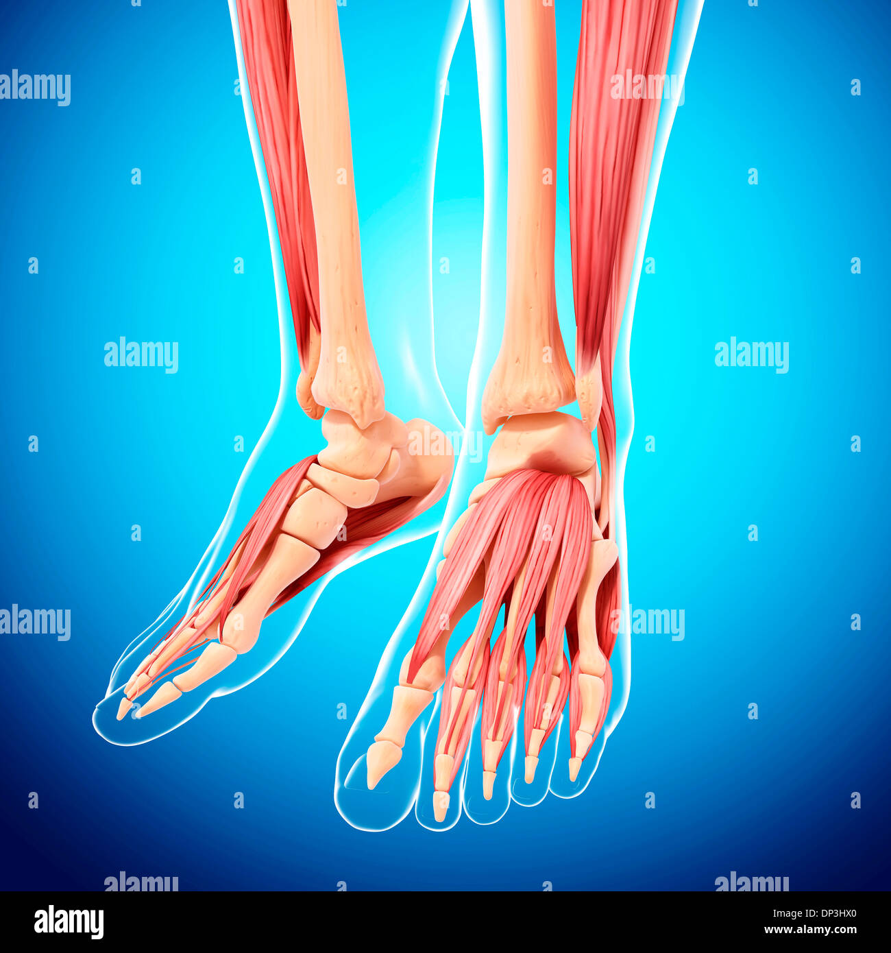 Vista dorsale del piede immagini e fotografie stock ad alta risoluzione ...