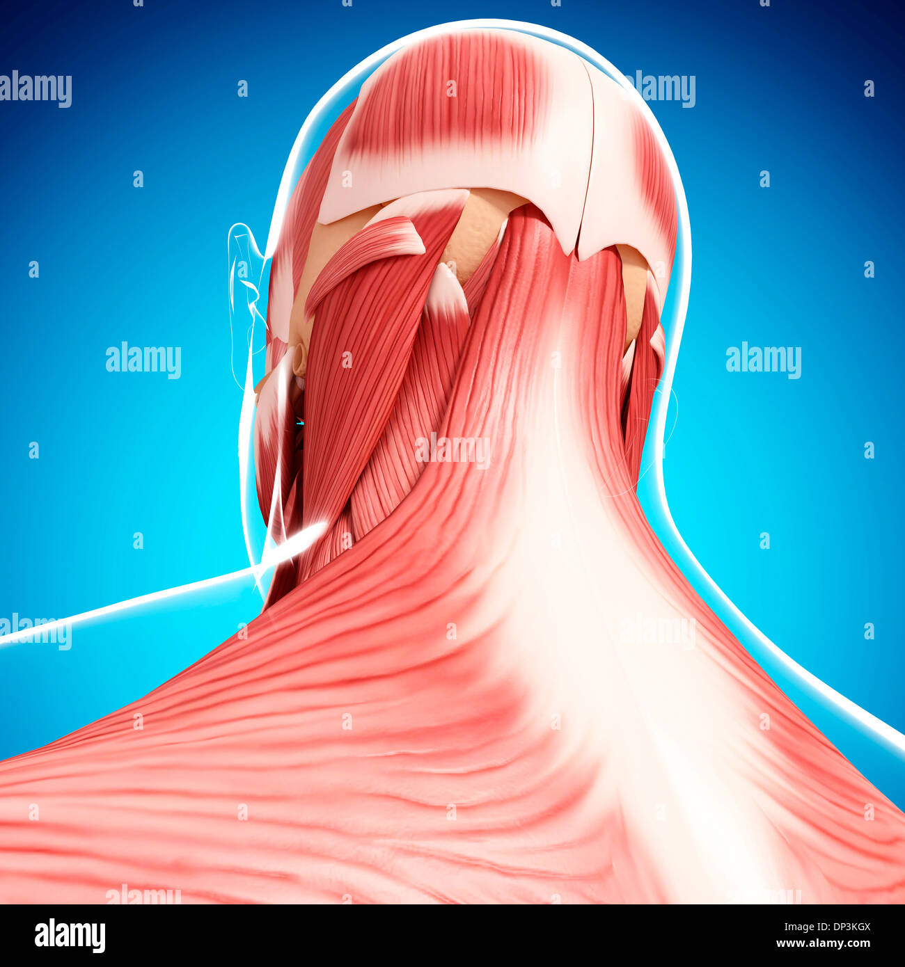 Muscolo Elevatore Della Scapola Immagini e Fotos Stock - Alamy