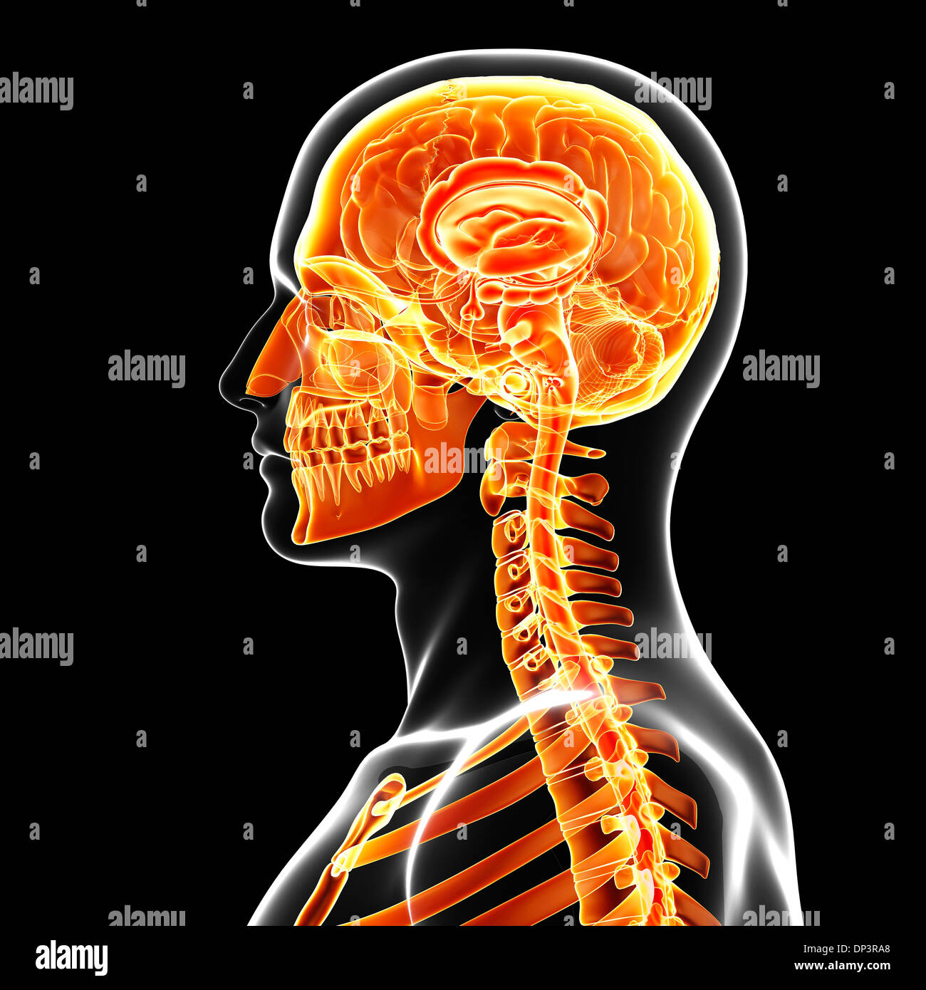 Anatomia della testa umana immagini e fotografie stock ad alta ...