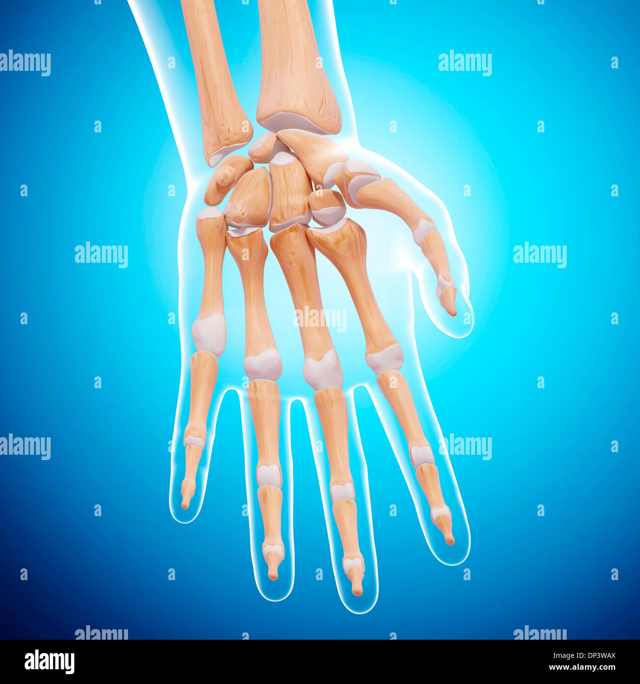 Ossa mano immagini e fotografie stock ad alta risoluzione - Alamy
