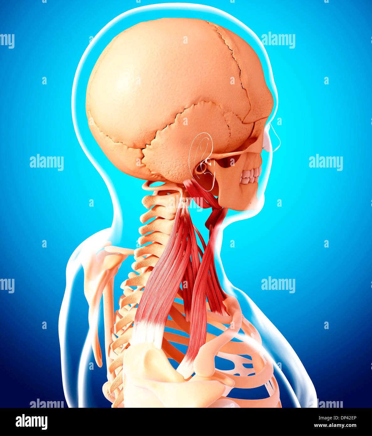 Muscolo Elevatore Della Scapola Immagini e Fotos Stock - Alamy