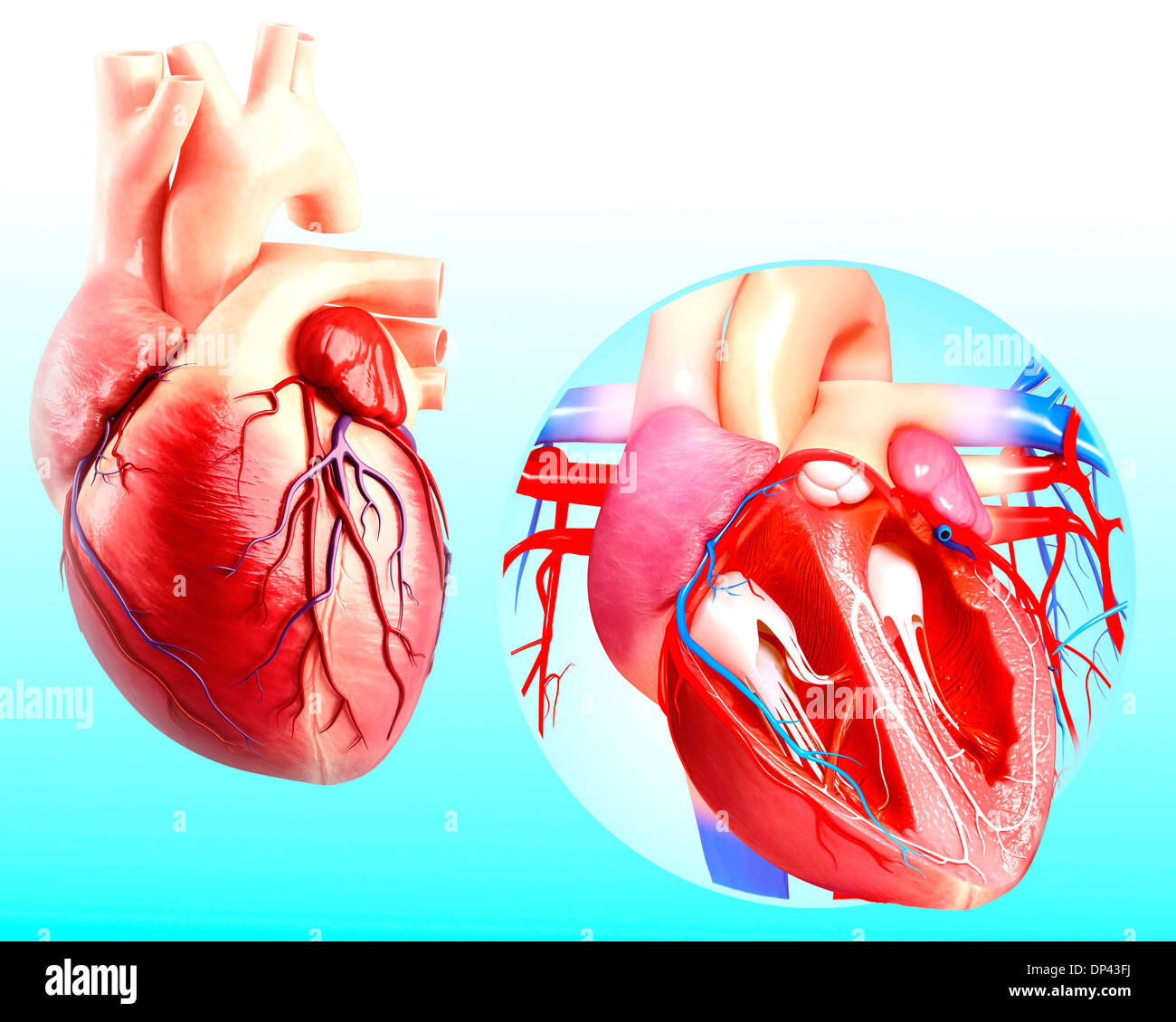Cuore anatomia ventricolo immagini e fotografie stock ad alta ...
