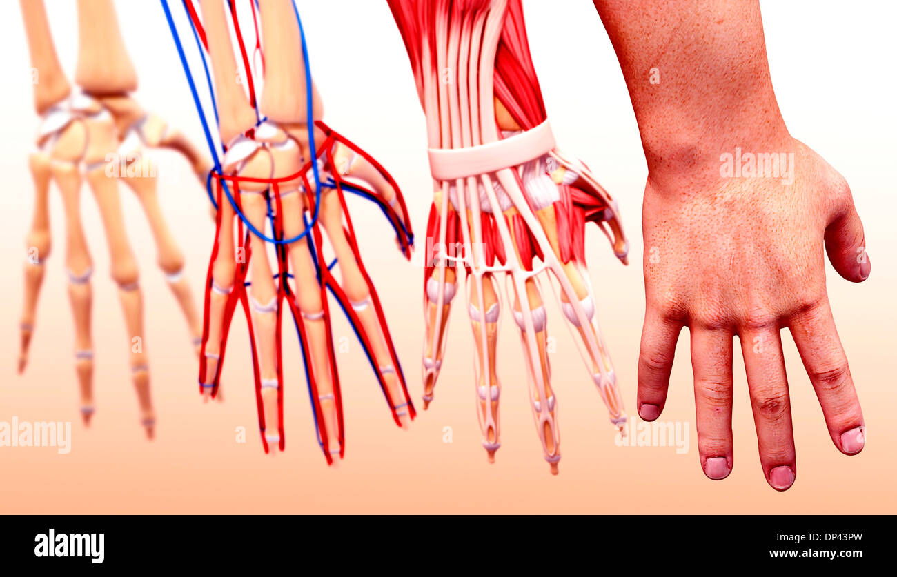 Mano umana anatomia immagini e fotografie stock ad alta risoluzione - Alamy