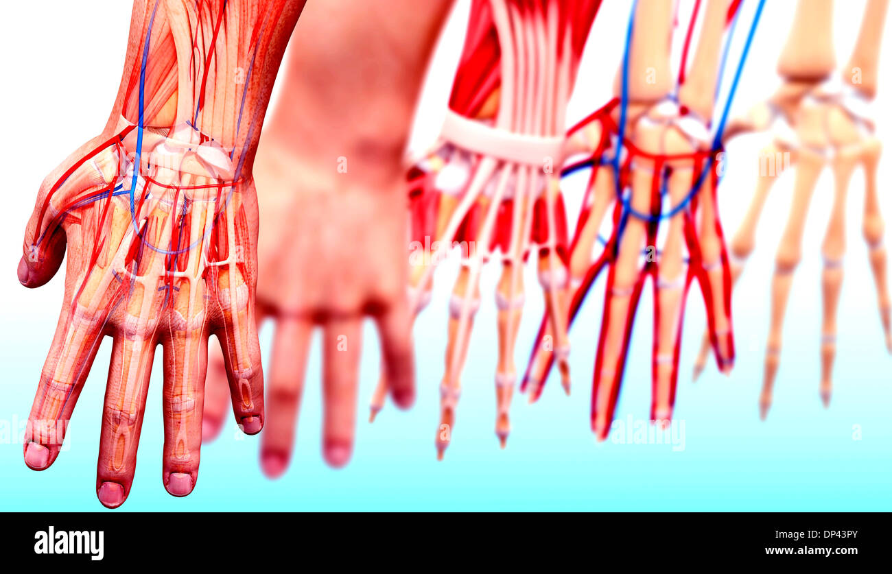 Anatomia umana mano immagini e fotografie stock ad alta risoluzione - Alamy