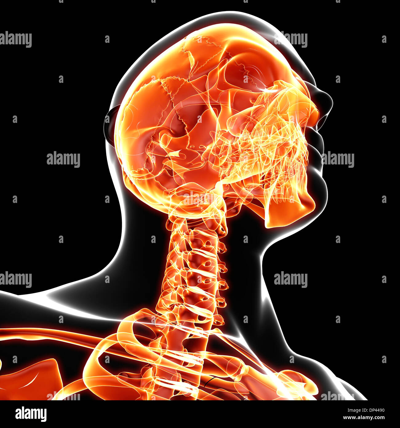 Inquadratura dal basso dello scheletro umano immagini e fotografie ...