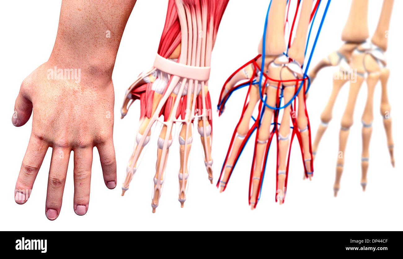 Anatomia della mano immagini e fotografie stock ad alta risoluzione - Alamy