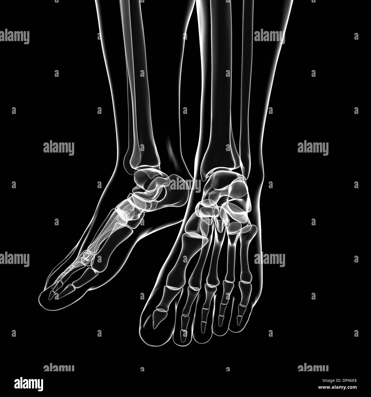 Anatomia delle ossa del piede Foto e Immagini Stock in Bianco e Nero ...