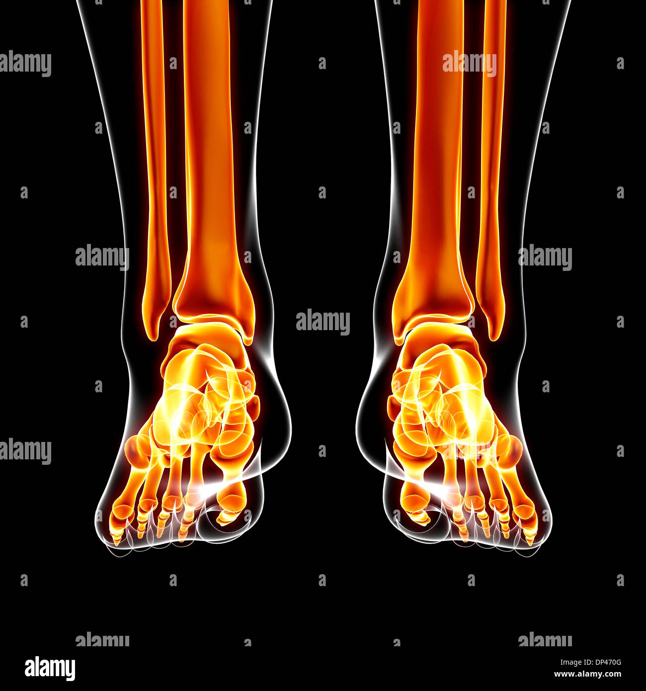 Anatomia delle ossa del piede immagini e fotografie stock ad alta ...