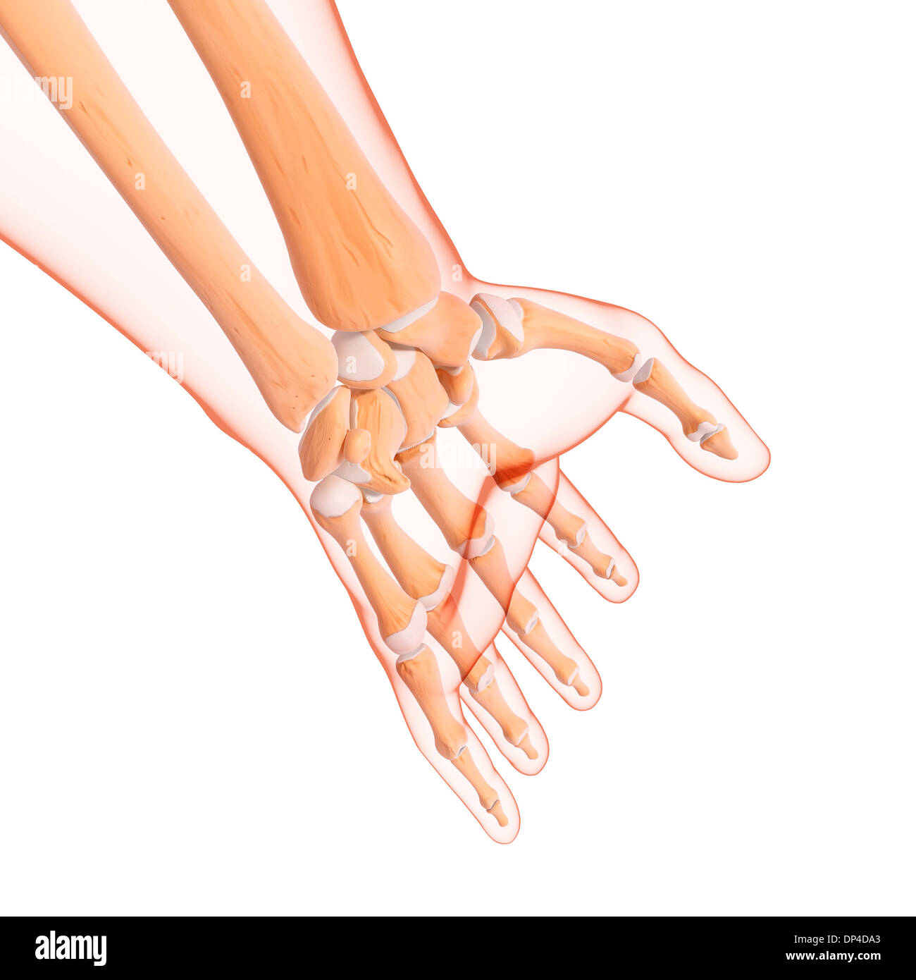 Ossa della mano umana immagini e fotografie stock ad alta risoluzione ...