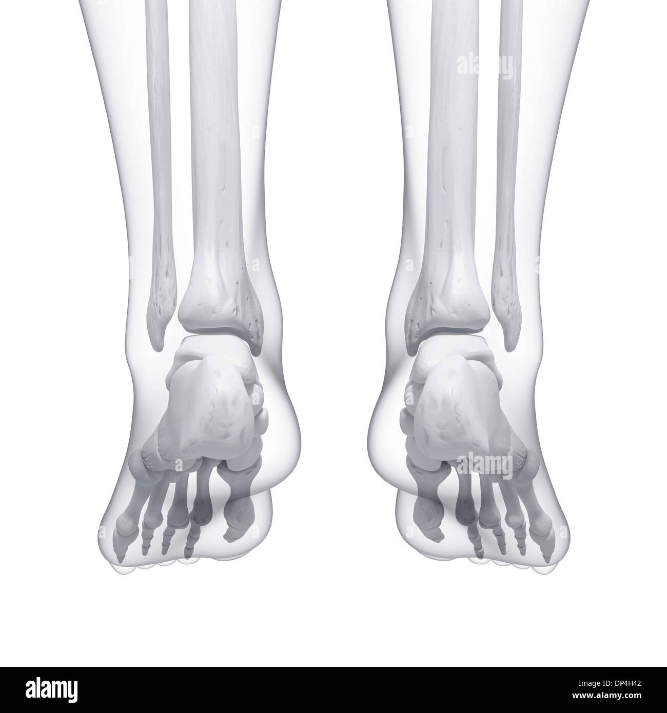 Anatomia delle ossa del piede Immagini senza sfondo e Foto Stock ...