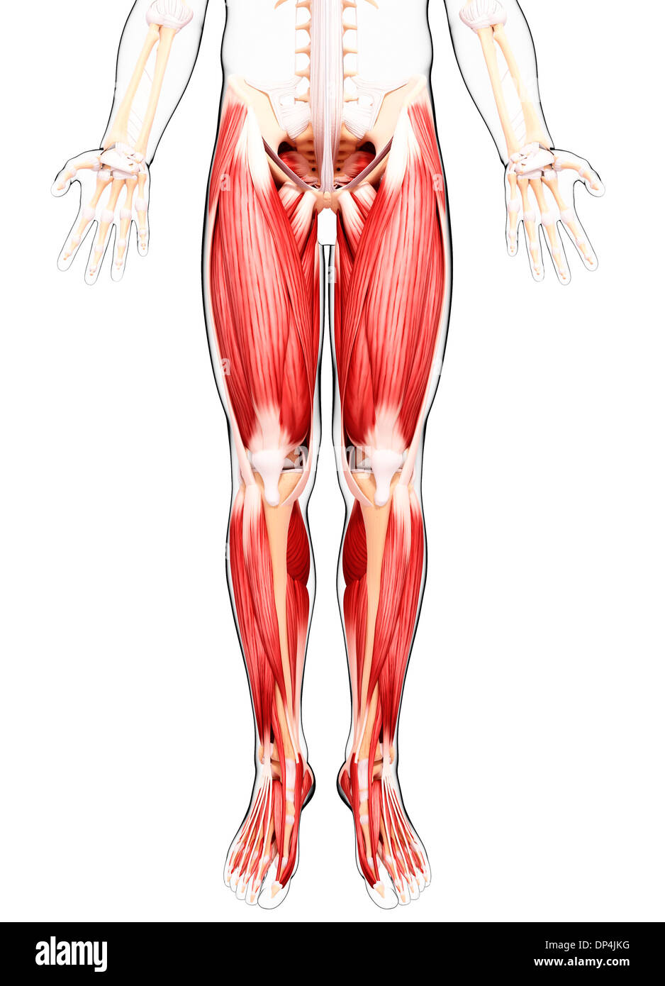 Hip anterior view immagini e fotografie stock ad alta risoluzione - Alamy