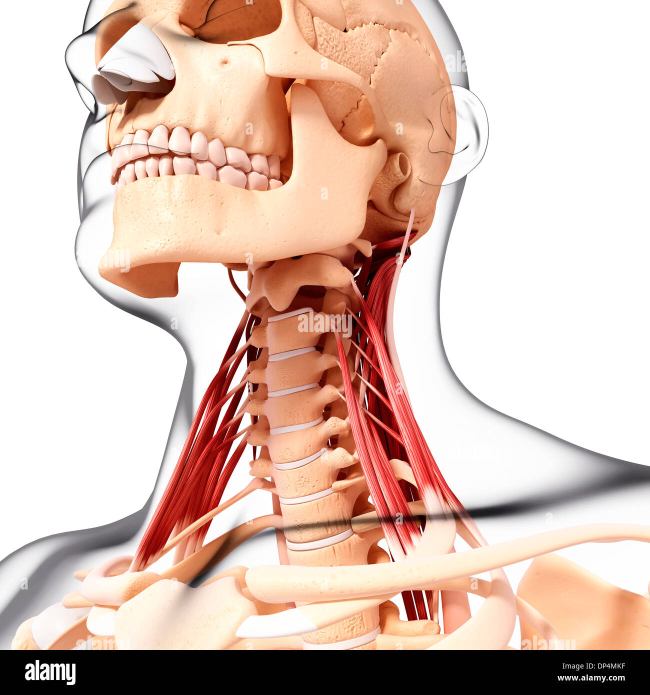 Dente collo immagini e fotografie stock ad alta risoluzione - Alamy