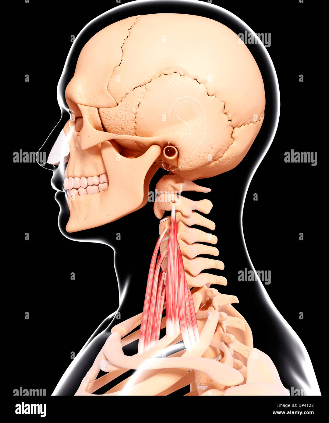 Muscolo Elevatore Della Scapola Immagini e Fotos Stock - Alamy
