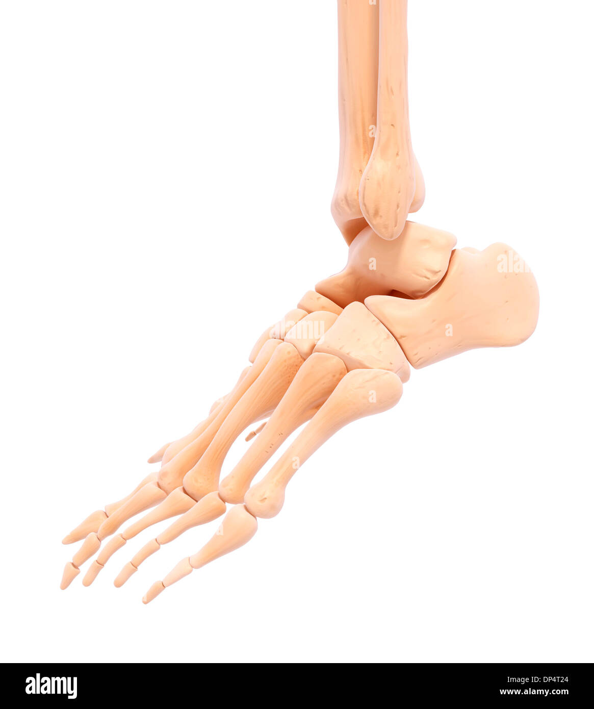 Anatomia delle ossa del piede Immagini senza sfondo e Foto Stock ...