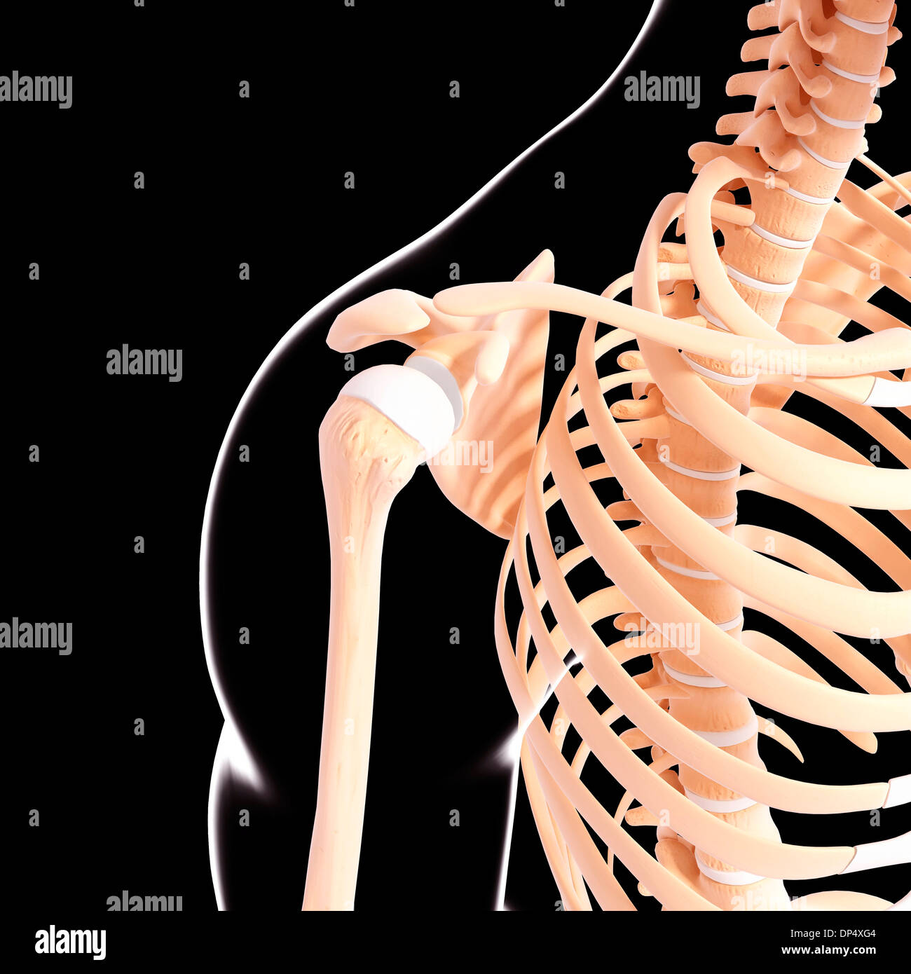 Ossa umane della spalla immagini e fotografie stock ad alta risoluzione ...