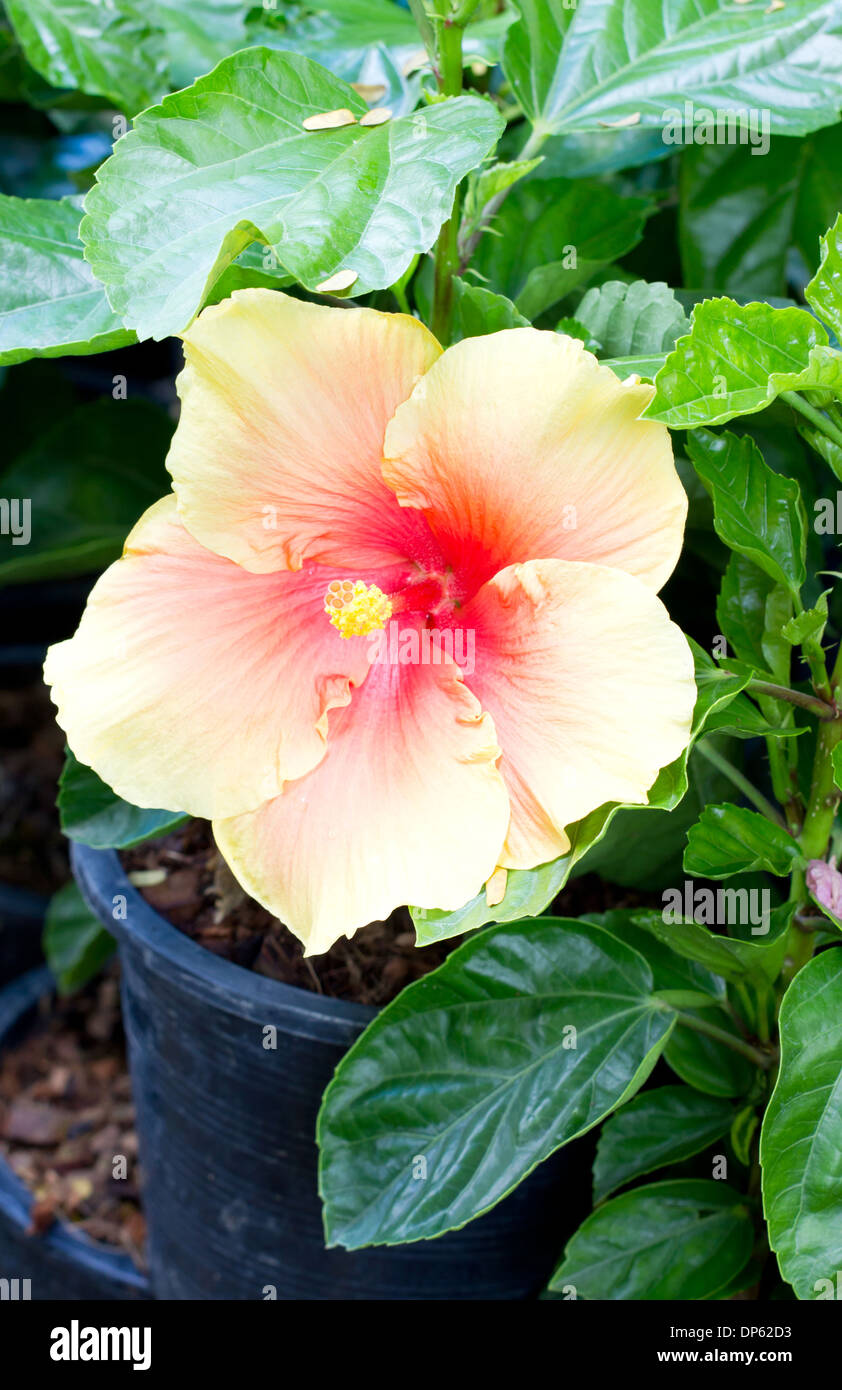 Pianta di ibisco rosa sinensis immagini e fotografie stock ad alta ...