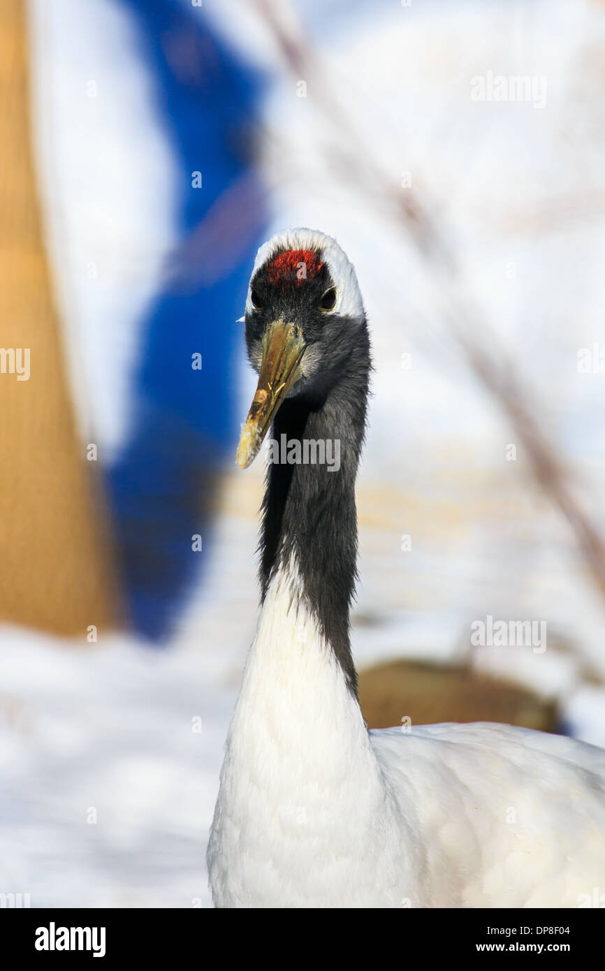 La Gru Red-Crowned (grus japonensis), chiamato anche il giapponese o ...