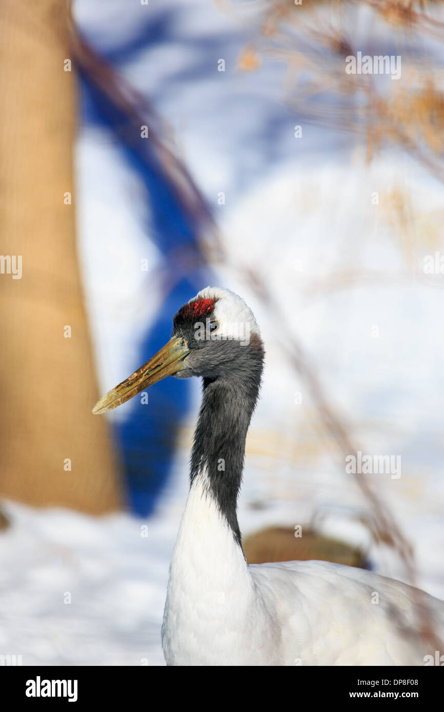 La Gru Red-Crowned (grus japonensis), chiamato anche il giapponese o ...
