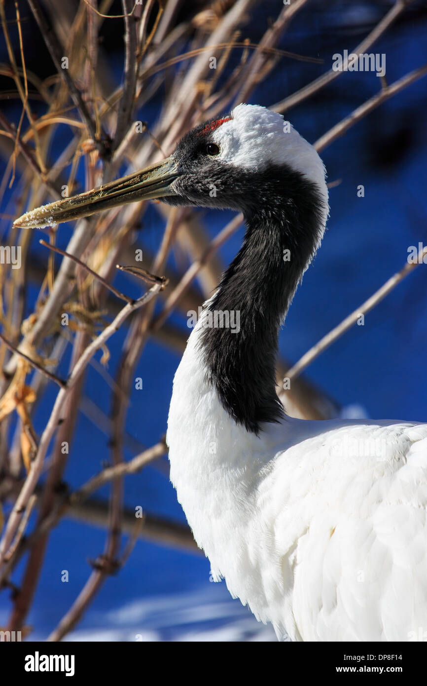 La Gru Red-Crowned (grus japonensis), chiamato anche il giapponese o ...