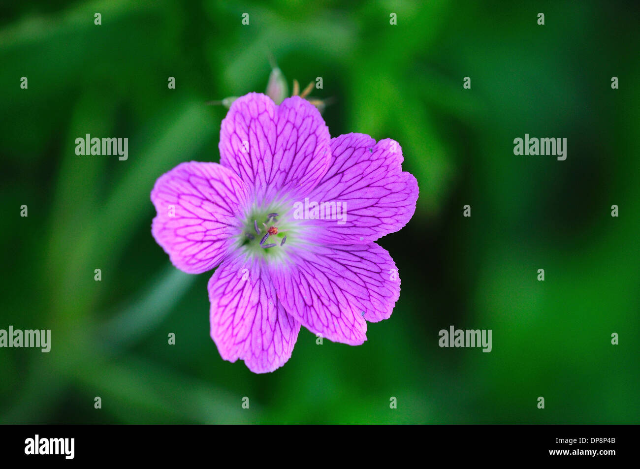 Geranio un unico fiore immagini e fotografie stock ad alta risoluzione ...