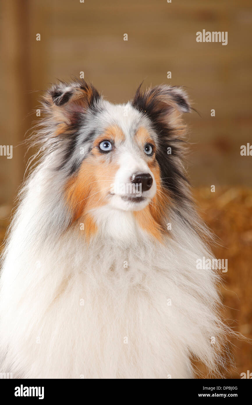 Sheltie blu merle immagini e fotografie stock ad alta risoluzione - Alamy
