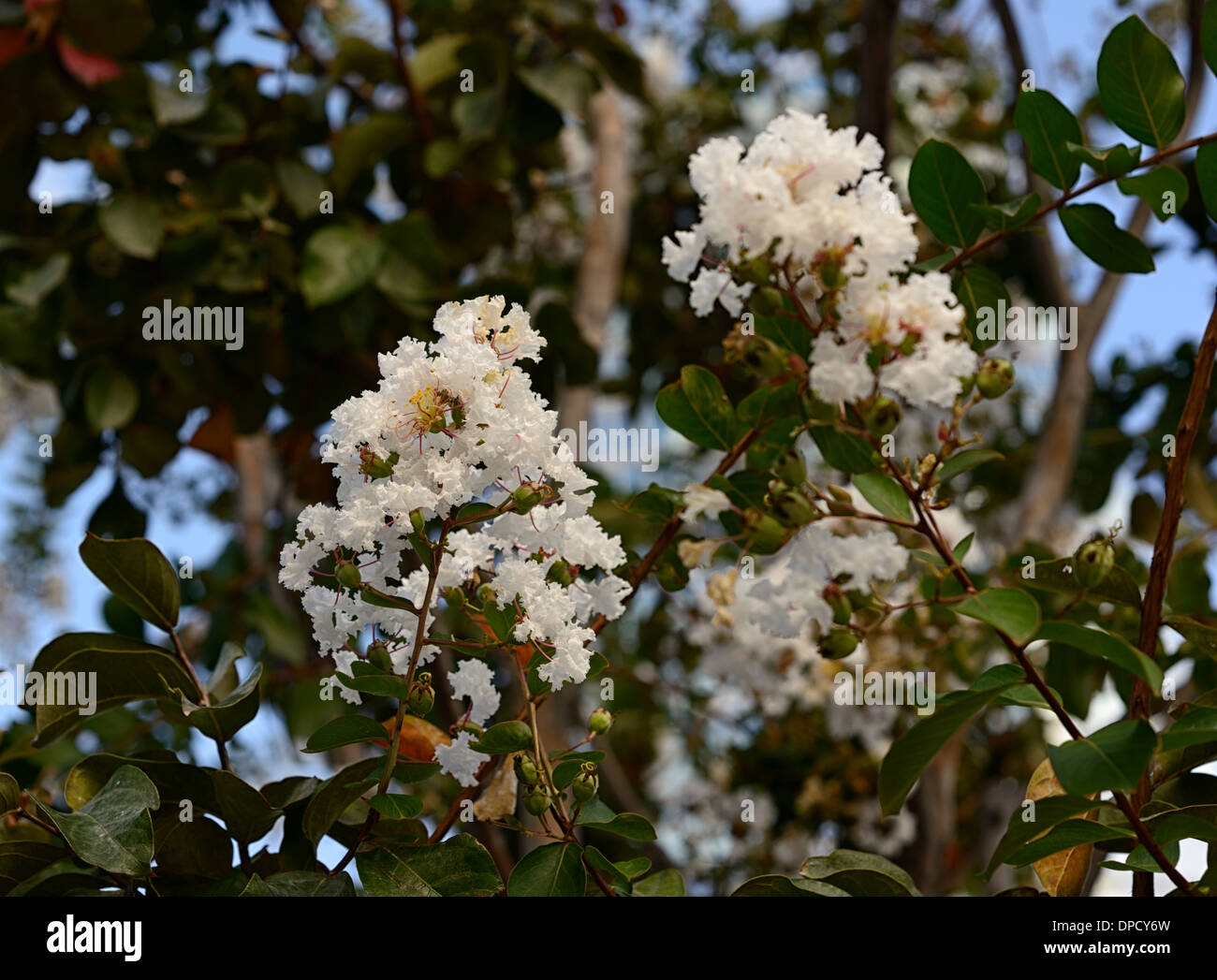 Lagerstroemia indica immagini e fotografie stock ad alta risoluzione ...