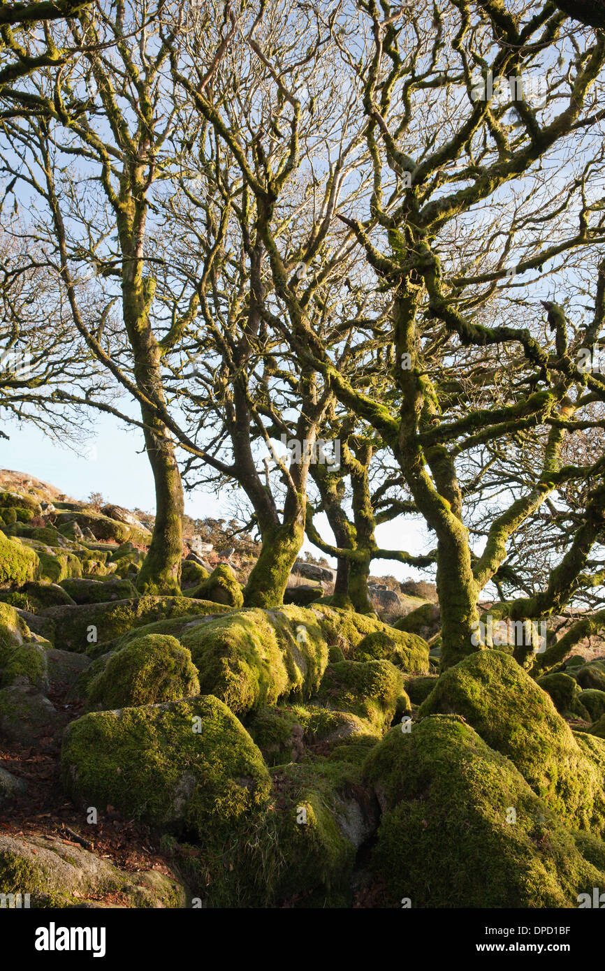 Wistman il legno, un antico bosco di querce a Dartmoor Devon, Regno ...